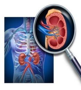 Nephro, Nephron, & Nephrology: What does it all mean? - The Hope