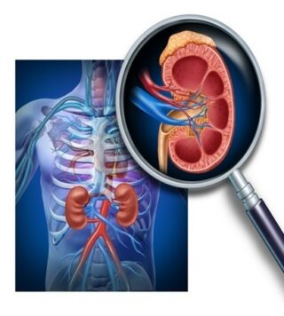 Nephro, Nephron, & Nephrology: What does it all mean? - The Hope